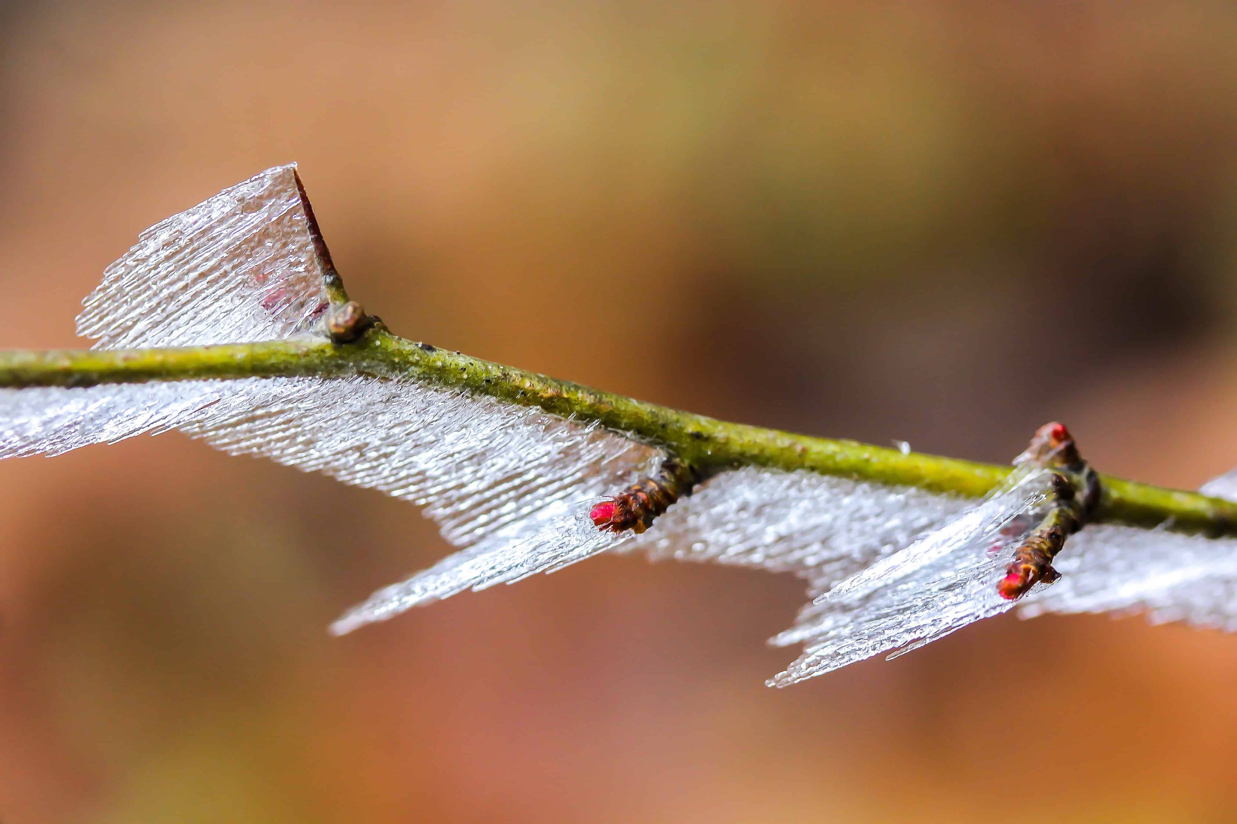 Feltarbeid: Planter i kulda - Biologi 1 - NDLA