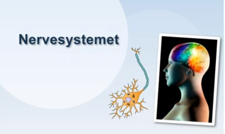 Nervesystemet – e-forelesning - Biologi 1 - NDLA