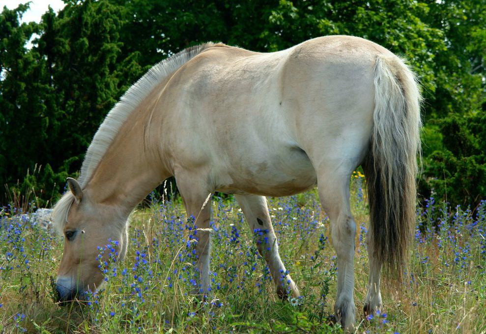 Mengde grovfôr til hest - Matematikk 1P-Y - TP - NDLA